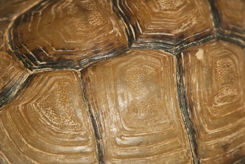 Turtle shell, background stock image. Image of animal - 5937127