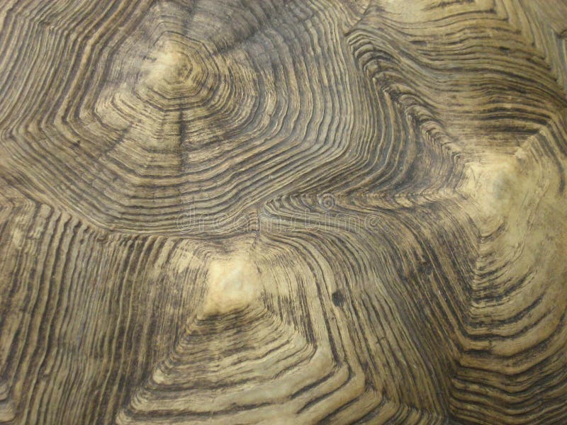 Tortoise Shell Background stock image. Image of circles - 87023187