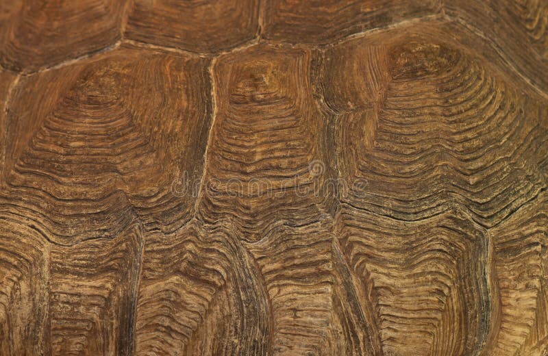 Turtle shell, background stock image. Image of animal - 5937127