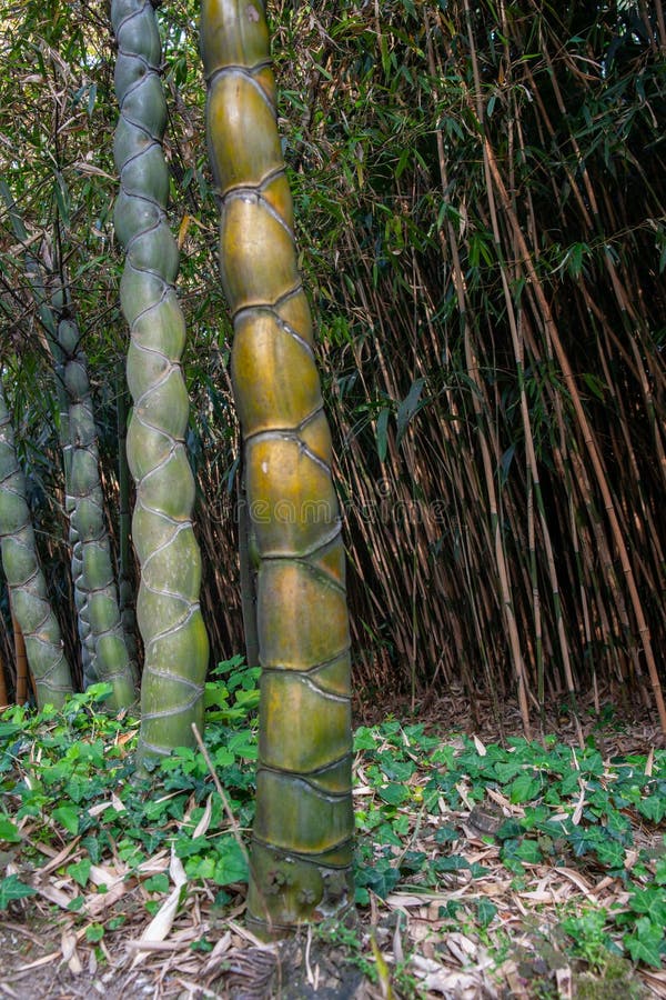 Tortoise Shell Bamboo Unusual Stem Pattern Stock Image - Image of ...