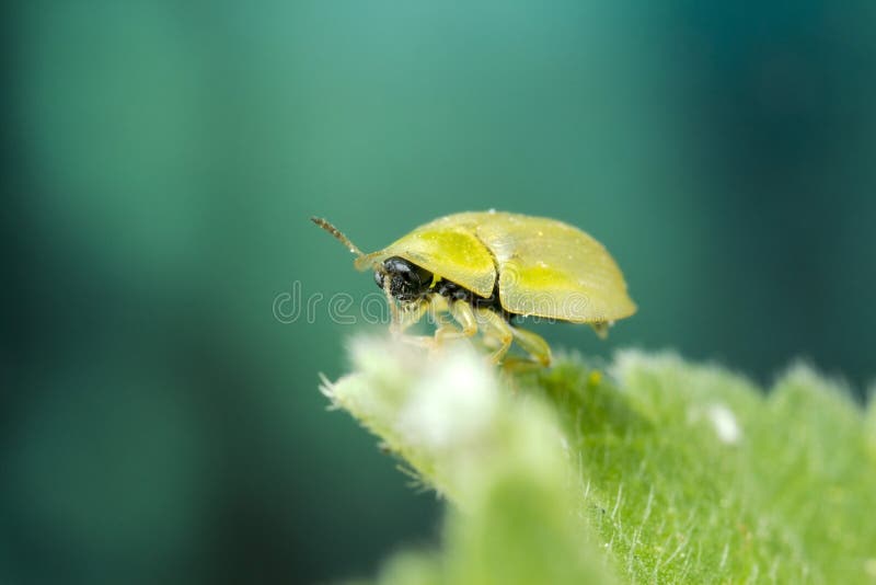 Tortoise Shell Beetle stock image. Image of summer, pest - 69368797