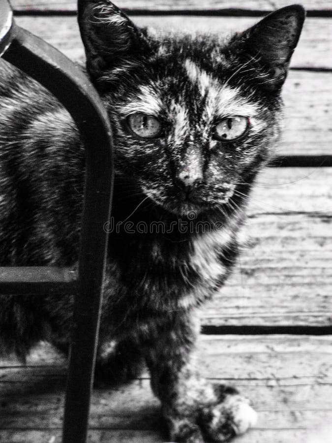 Tortoise shell breed cat stock image. Image of calico - 77965471