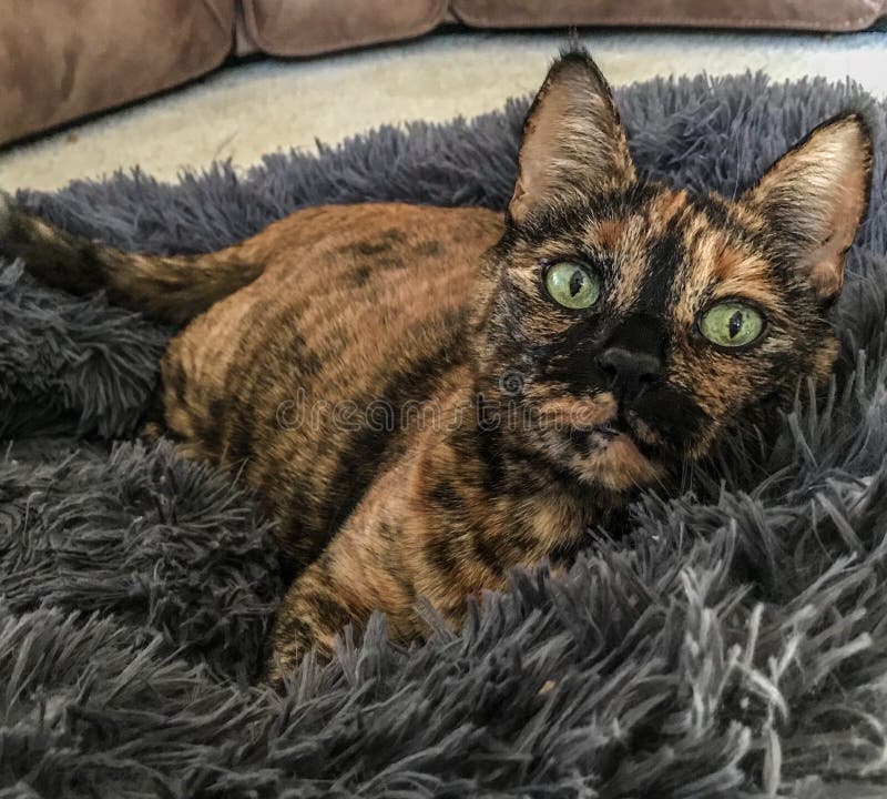 Tortoise shell cat stock photo. Image of feline, tortoise - 173673812