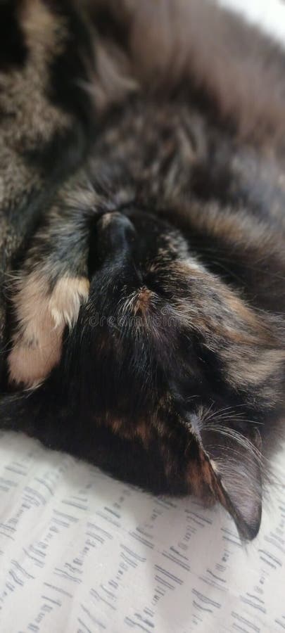 Tortoise Shell Cat stock photo. Image of sleepycat, kitten - 284542988