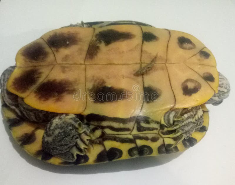 Tortoise shell stock image. Image of wildlife, background - 136358159