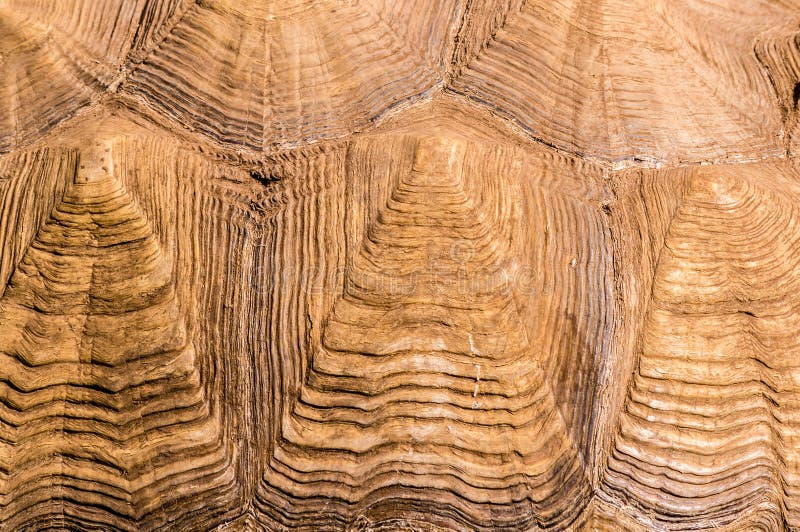 Tortoise Shell Pattern Stock Images - Download 1,690 Royalty Free Photos