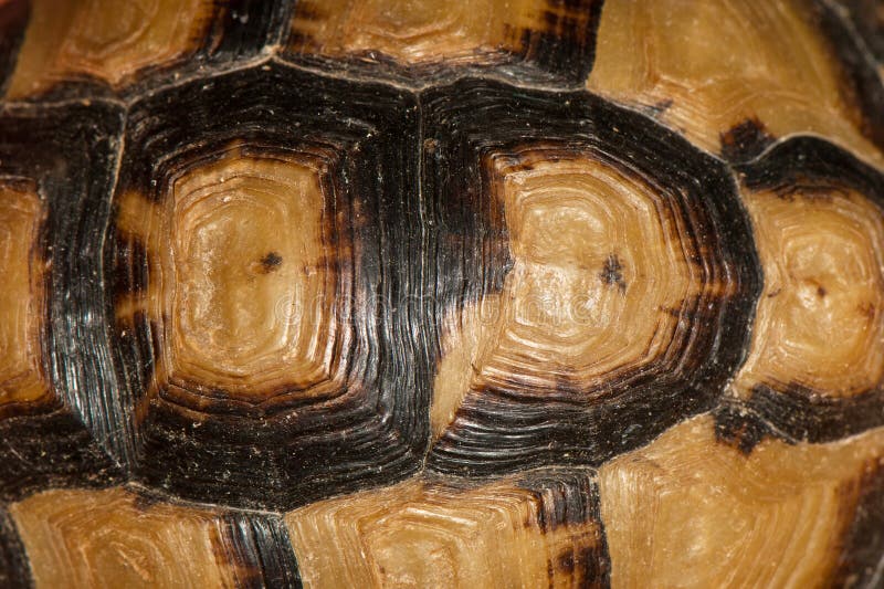 Tortoise shell closeup stock image. Image of wildlife - 37824063