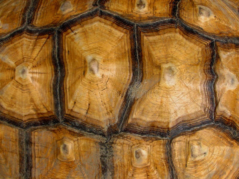 Tortoise Shell Pattern stock photo. Image of philippines - 5797002