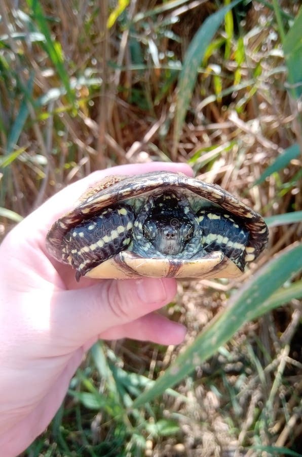 Tortoise in shell stock photo. Image of reptile, shell - 228703438
