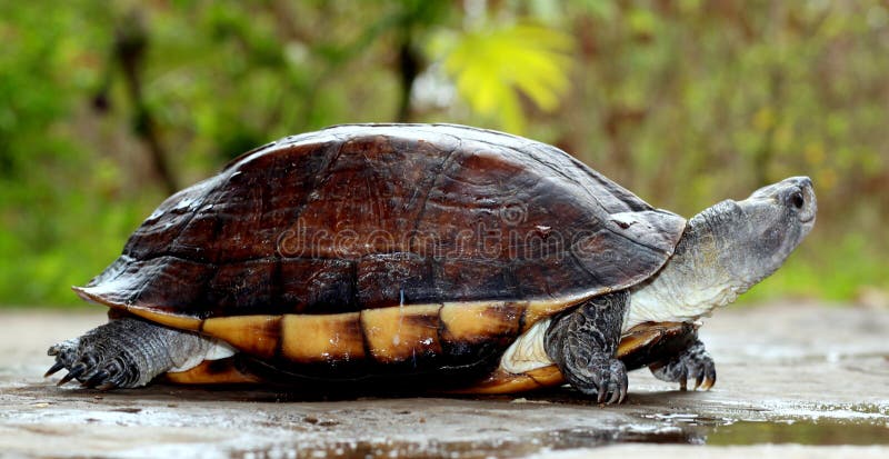 Tortoise stock photo. Image of headout, tortoise, tortoiselife - 91129200