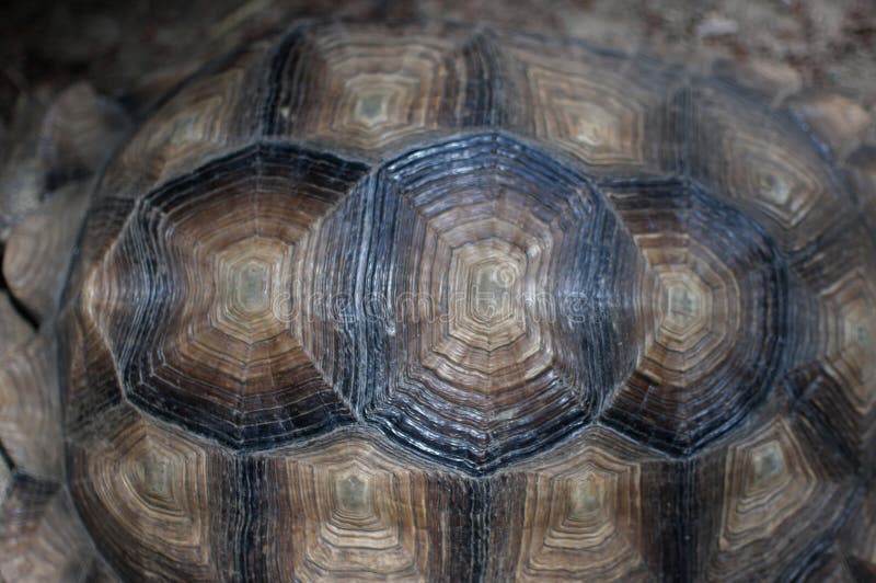 Tortoise Shell Textures stock photo. Image of shapes - 116834786