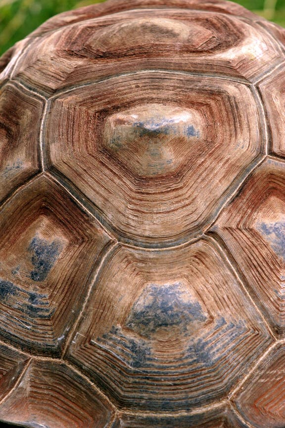 Tortoise shell stock photo. Image of patterns, wild, wildlife - 41792020