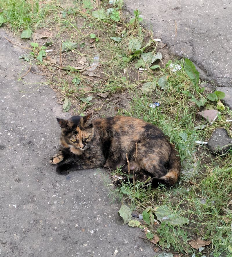 Tortoise-shell Stray Cat in the Summer Stock Image - Image of mammal ...