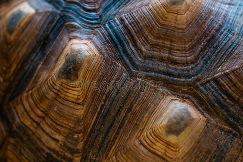 Tortoise Shell texture stock image. Image of geometric - 132601635