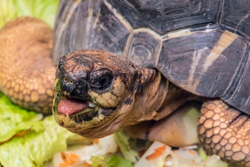 Tortoise Shell Turtle Eating Vegetables Reptile Head Stock Image ...