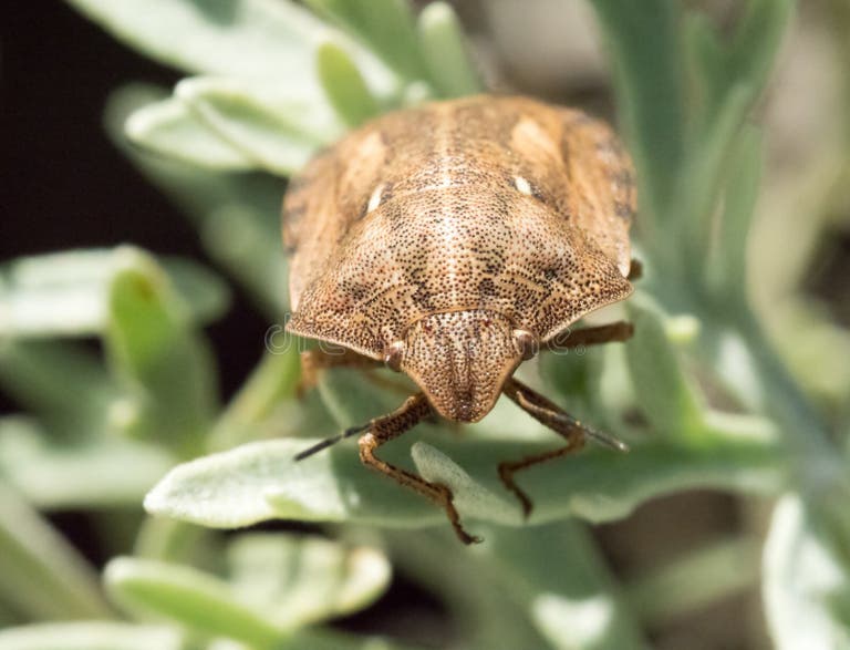 Tortoise Shield Bug Macro stock photo. Image of eurygaster - 157698464