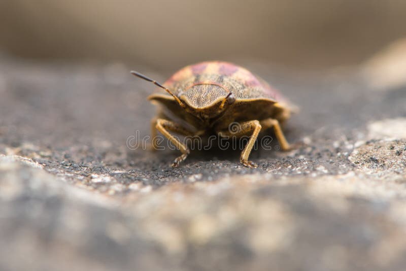 Tortoise Shieldbug & X28;Eurygaster Testudinaria& X29; Head on Stock ...