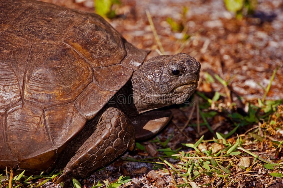 Tortoise stock photo. Image of threatened, shell, gopher - 36320366
