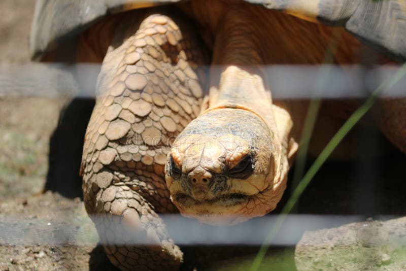 A tortoise in the sunshine stock photo. Image of tortoise - 258935866