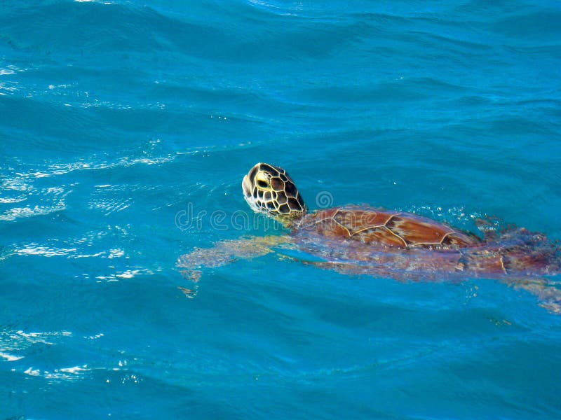 A tortoise stock image. Image of swimming, tortoise, wild - 97546491