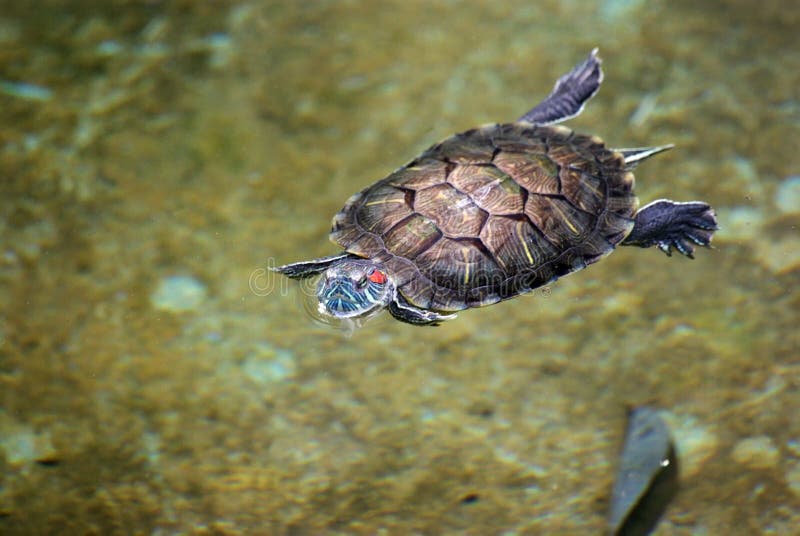 Tortoise swimming in water stock photo. Image of details - 6492110