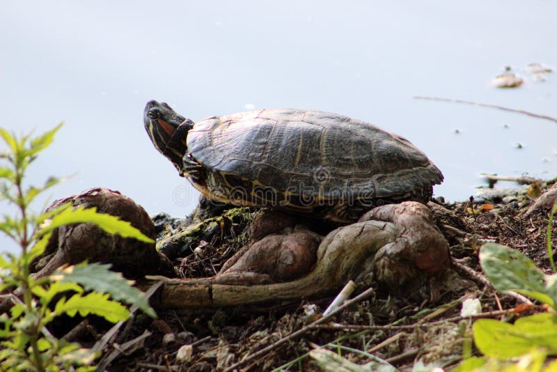 Tortoise taking sun bath stock photo. Image of warm, bathe - 26968234
