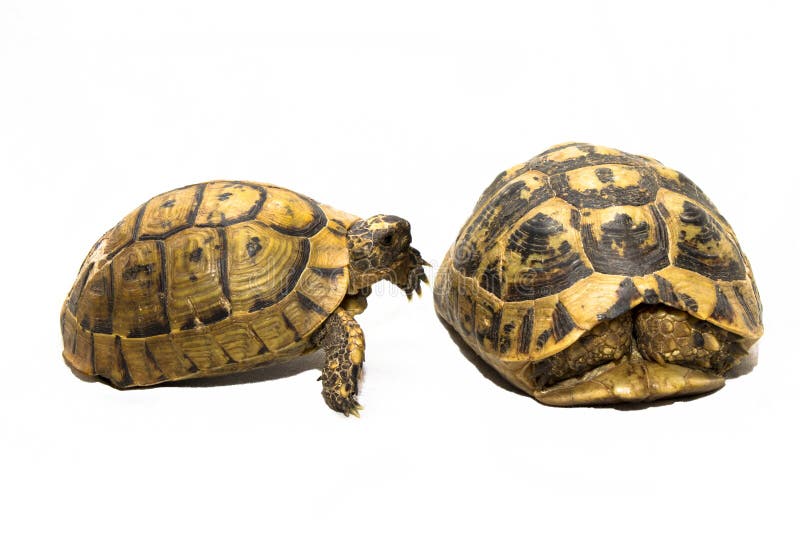 Hiding tortoise stock image. Image of turtle, inside - 22292047