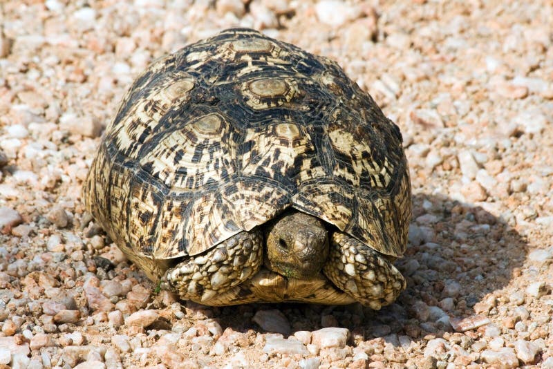 Tortoise Testudinidae Resting in Sand Stock Photo - Image of sand, name ...