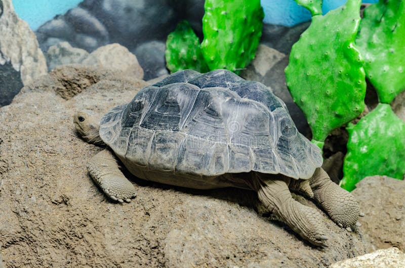 Tortoise Testudinidae Resting in Sand Stock Photo - Image of sand, name ...