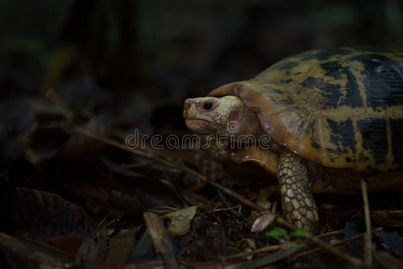 Tortoise stock image. Image of finding, green, toad - 246448537
