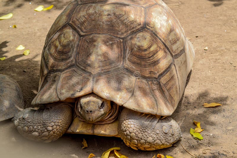 Tortoise hiding stock image. Image of army, fruit, birthday - 143288291