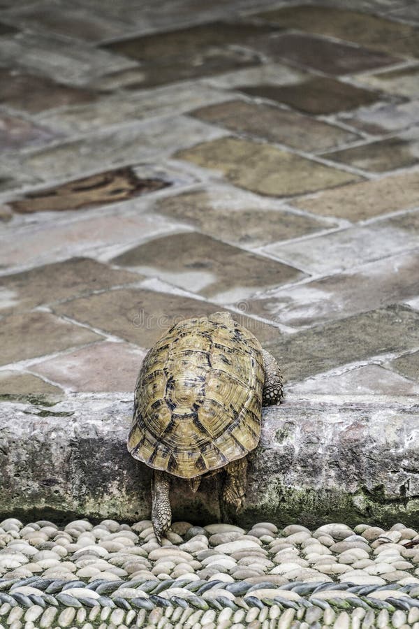 Tortoise Trying To Climb a Step Stock Image - Image of wildlife ...