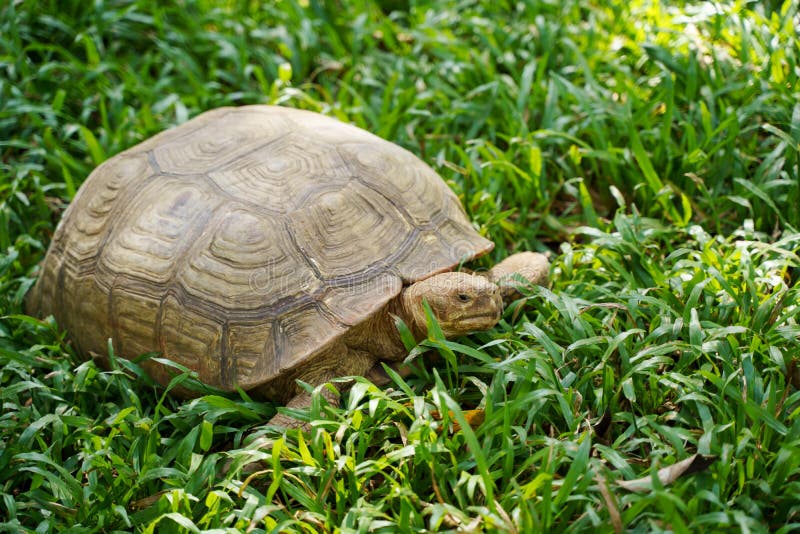 Tortoise turtle animal stock image. Image of grass, tortoise - 139921963