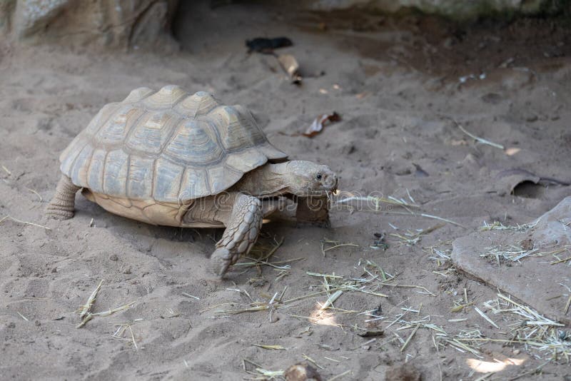 A Tortoise, Turtle Eating Grass Stock Photo - Image of head, nature ...