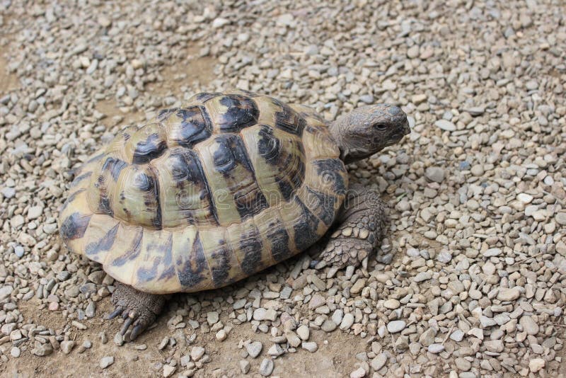 Tortoise, Turtle, Emydidae, Terrestrial Animal Picture. Image: 120554792