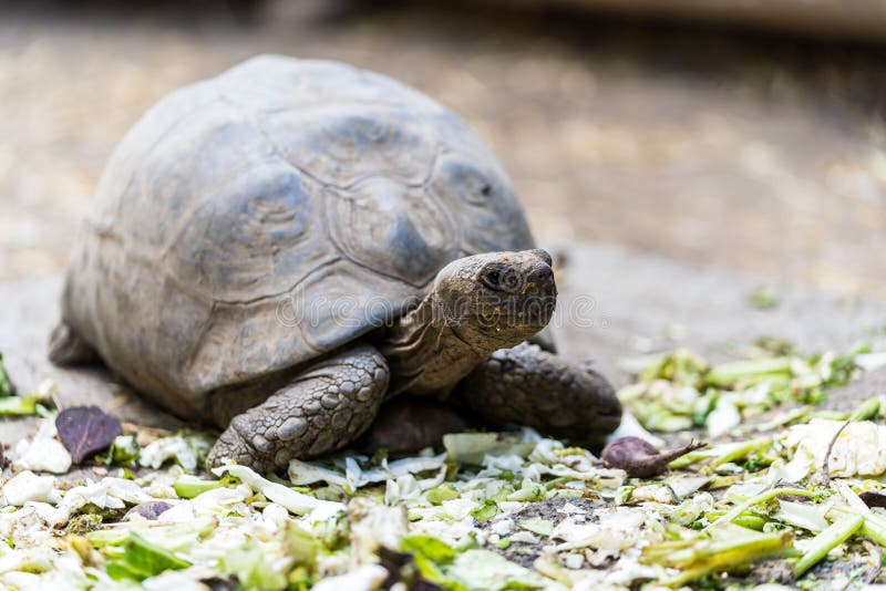 Tortoise Turtle Feeding Very Relaxed Stock Image - Image of portrait ...