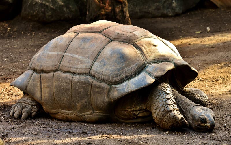 Tortoise, Turtle, Terrestrial Animal, Fauna Stock Image - Image of ...