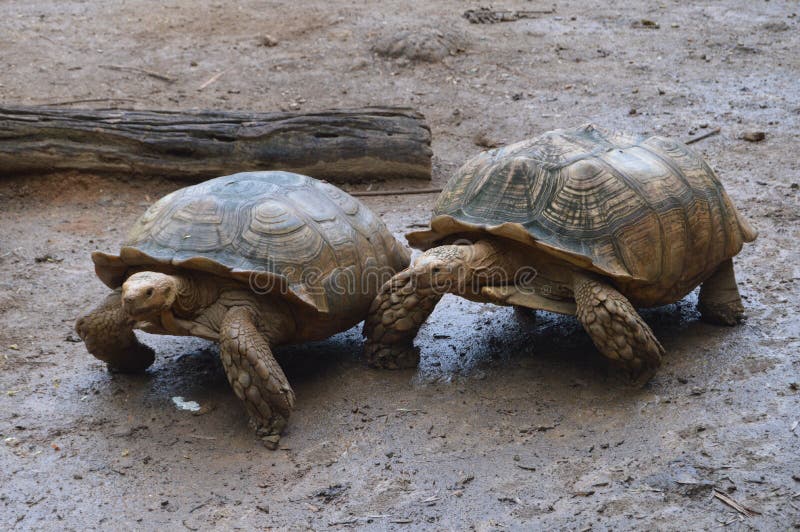 Tortoise, Turtle, Terrestrial Animal, Reptile Picture. Image: 129937018