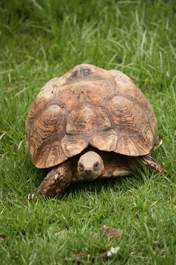 Tortoise Walking stock photo. Image of protection, shield - 12856514