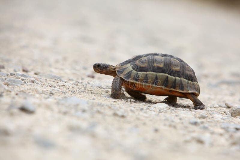 Texas tortoise stock photo. Image of arid, fulbright, state - 6250672