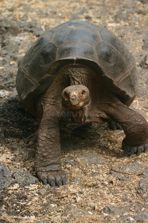 Tortoise Walking stock photo. Image of animal, tortoise - 5668314