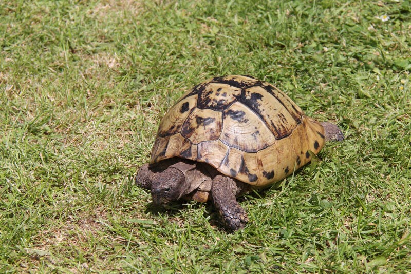 Tortoise Walking. stock photo. Image of shell, outdoors - 61059850