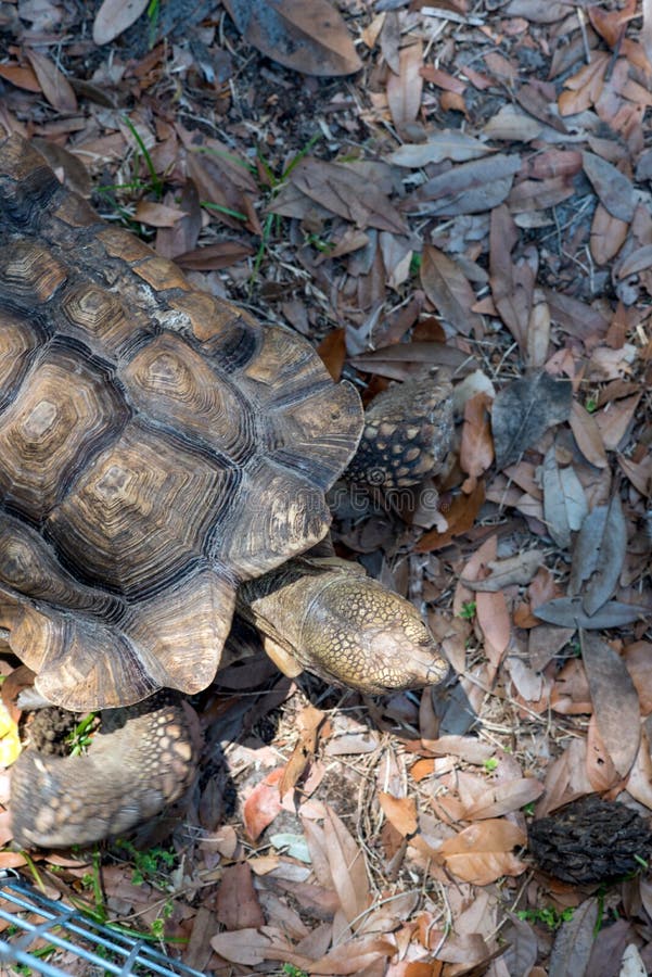 Tortoise walking on leaves stock image. Image of large - 91296009