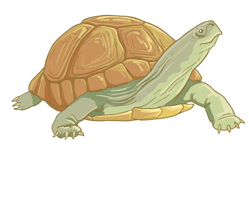Tortoise Walking Stock Illustrations – 512 Tortoise Walking Stock ...