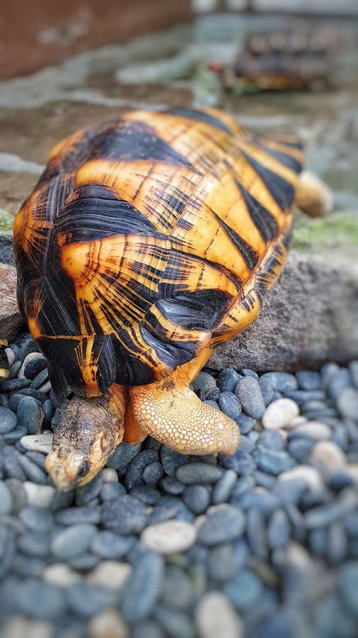 Tortoise Walking on Rocks in the Zoo Stock Photo - Image of tortois ...