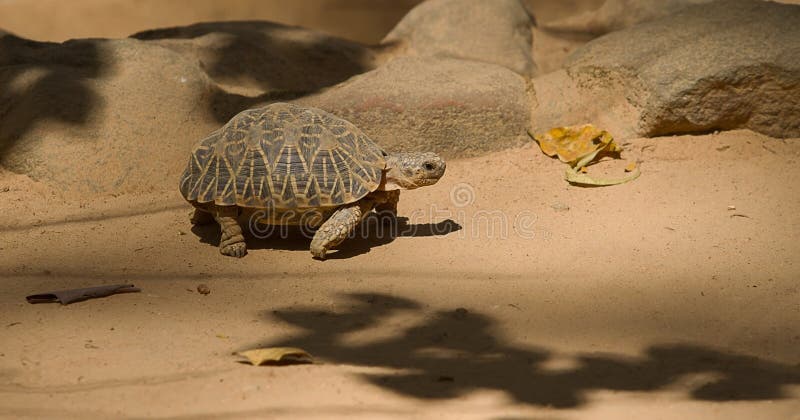 Tortoise Walking in Sunshine Stock Photo - Image of pattern, tortoise ...