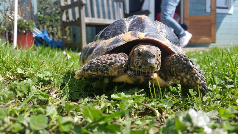 883 Tortoise Camera Stock Photos - Free & Royalty-Free Stock Photos ...