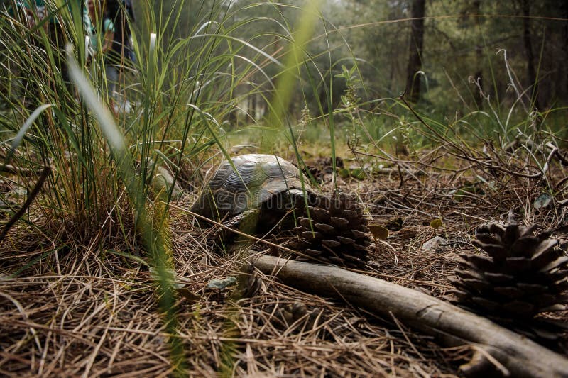 Tortoise Walks in a Forest Near Cones Stock Image - Image of cover ...