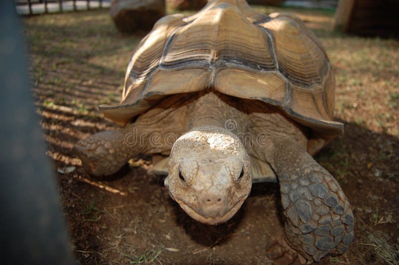 Tortoise at the zoo stock photo. Image of grass, animals - 18156556