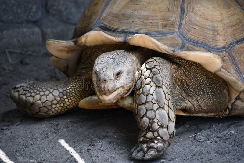 A Tortoise stock image. Image of land, shell, galapagos - 259285637